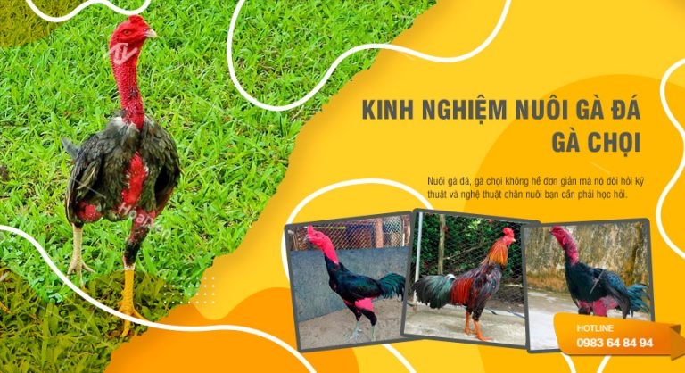 Kinh nghiệm nuôi gà đá, gà chọi từ A - Z mới nhất 2025